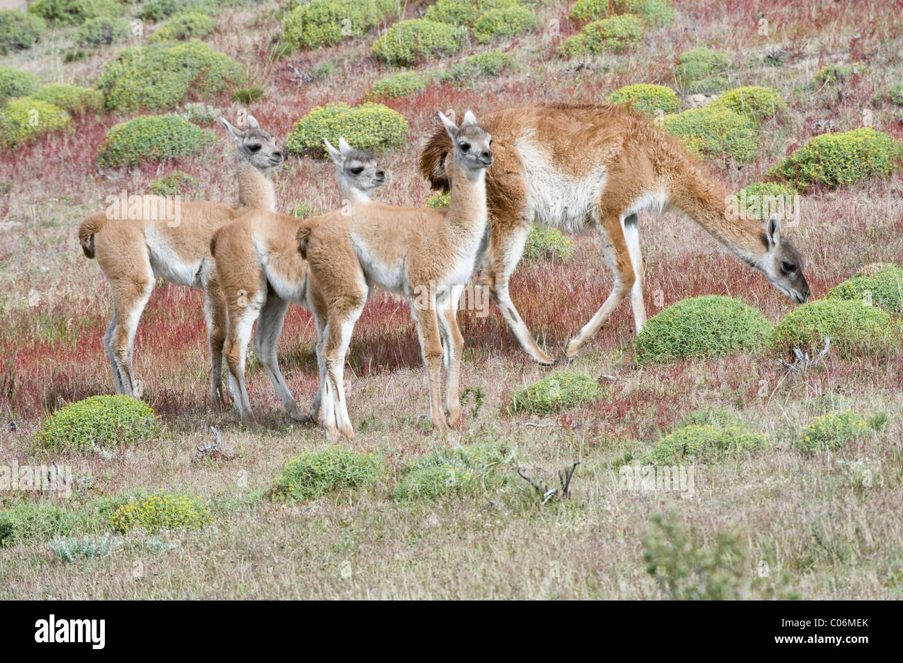 Mata barrosa mulinum spinosum -Fotos und -Bildmaterial in hoher ...