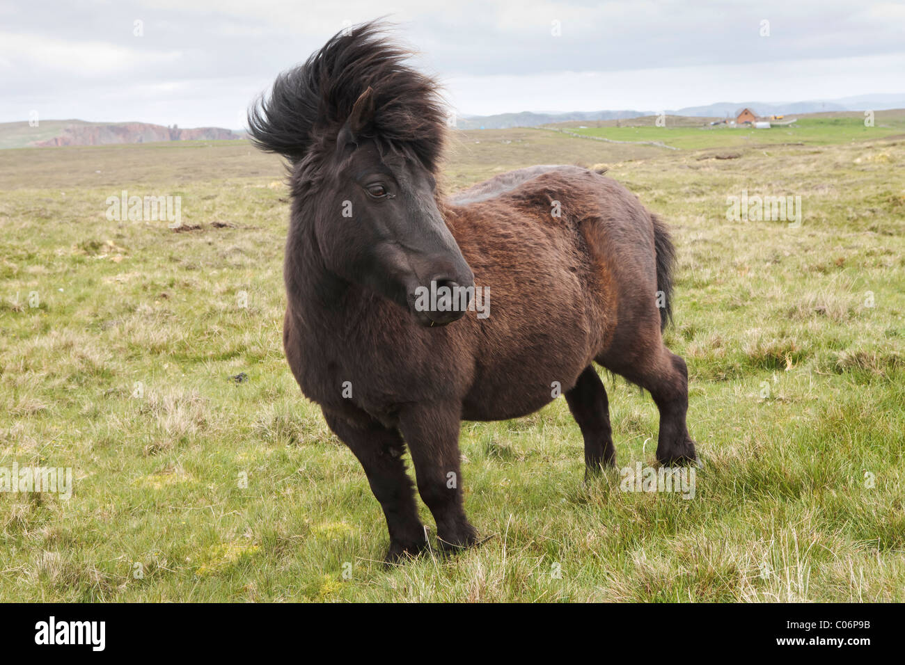 Shetty schetland pony -Fotos und -Bildmaterial in hoher Auflösung – Alamy