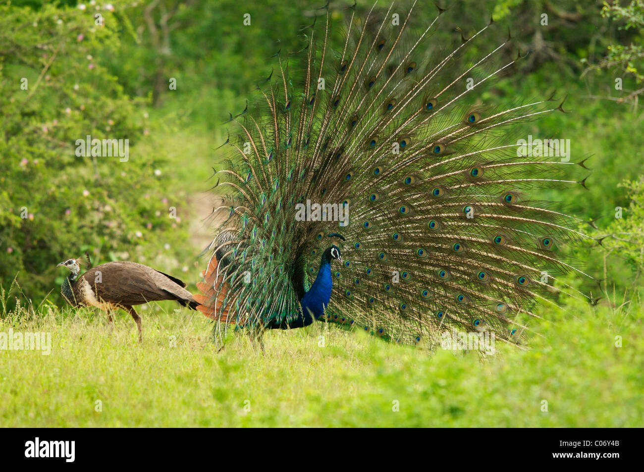 Pfauen im yala nationalpark -Fotos und -Bildmaterial in hoher Auflösung ...