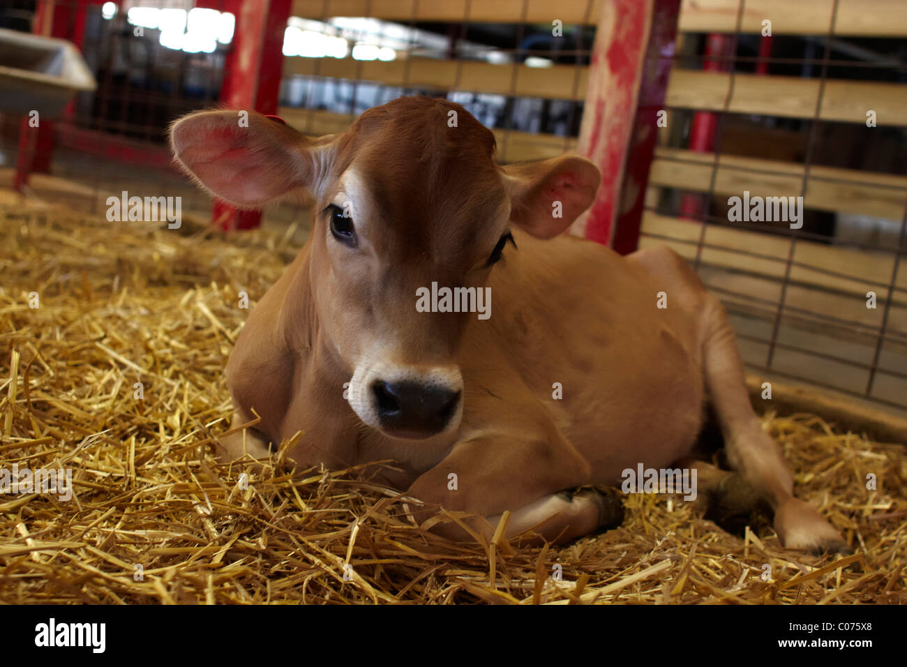 Baby cow -Fotos und -Bildmaterial in hoher Auflösung – Alamy