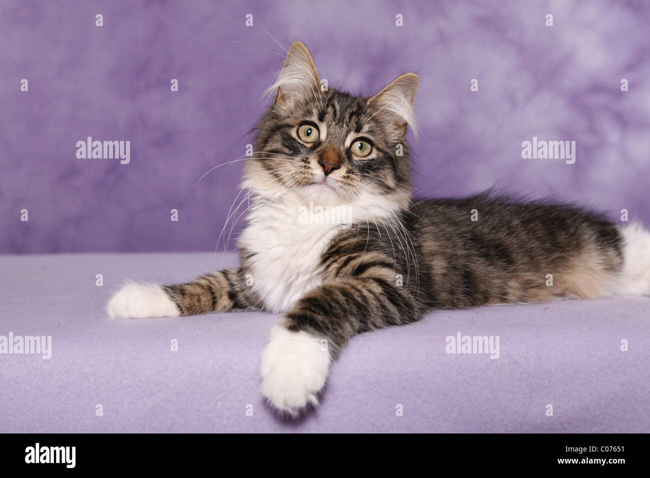 Lila katze -Fotos und -Bildmaterial in hoher Auflösung – Alamy