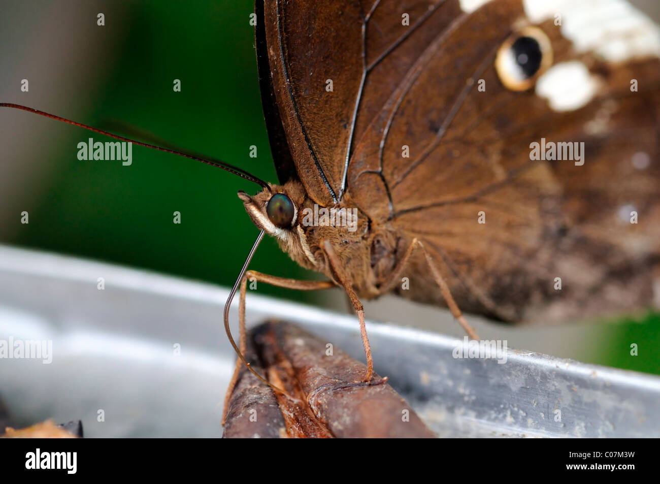 Caligo Eurylochus Eule Schmetterling tropischen Futter Fütterung auf ...
