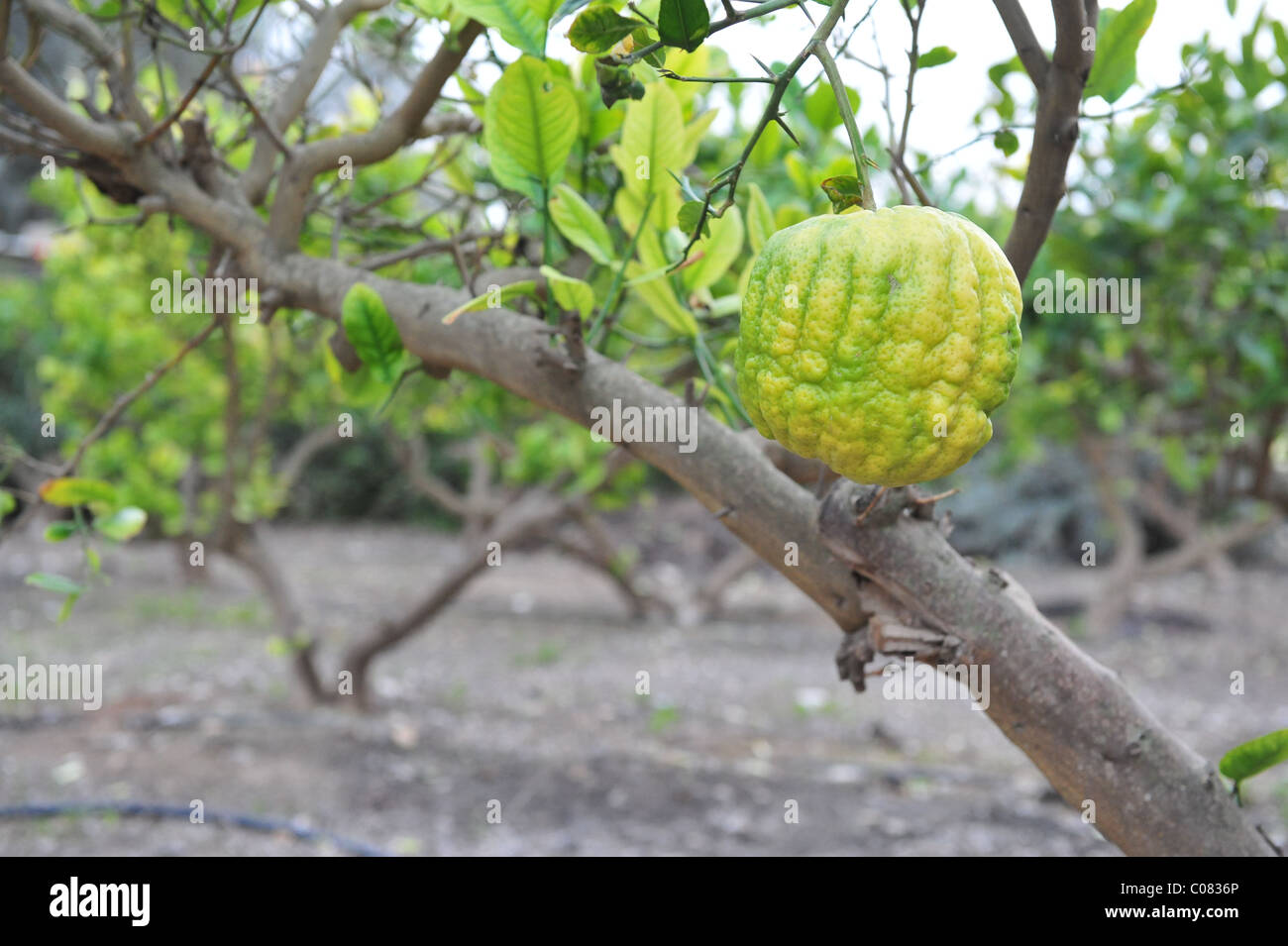 Citron In Etrog Stockfotos und -bilder Kaufen - Alamy