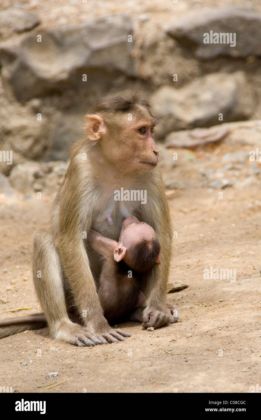 Indien, Bundesstaat Maharashtra, Mumbai (aka Bombay). Gharapuri Island ...