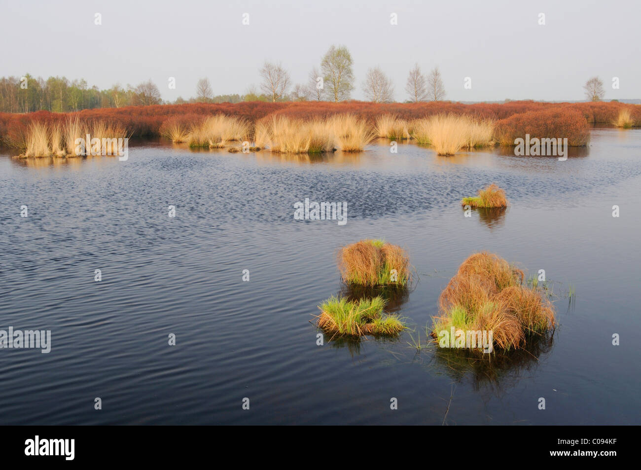 Moor-Myrte oder Sweet Gale Sträucher (Myrica Gale) in das Hochmoor ...