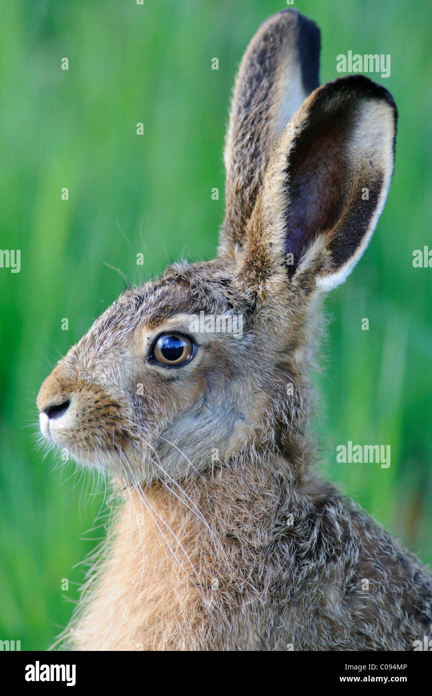 Hase (Lepus Europaeus), portrait Stockfotografie - Alamy
