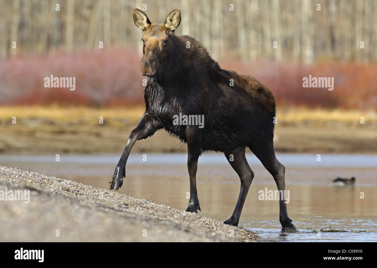 Elche strand -Fotos und -Bildmaterial in hoher Auflösung – Alamy