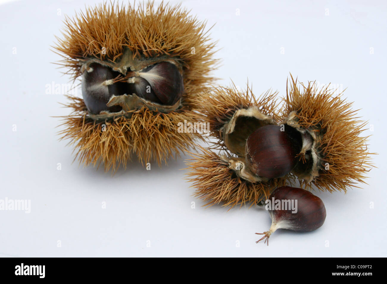Castanea Sativa Edelkastanie Esskastanie Stockfotos und -bilder Kaufen ...