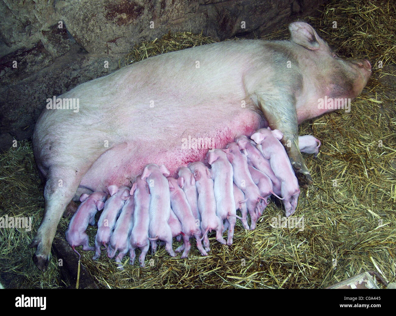MUTTERSCHWEIN RAW DEAL nach der Geburt zu 19 kleine Ferkel, es ist kein ...