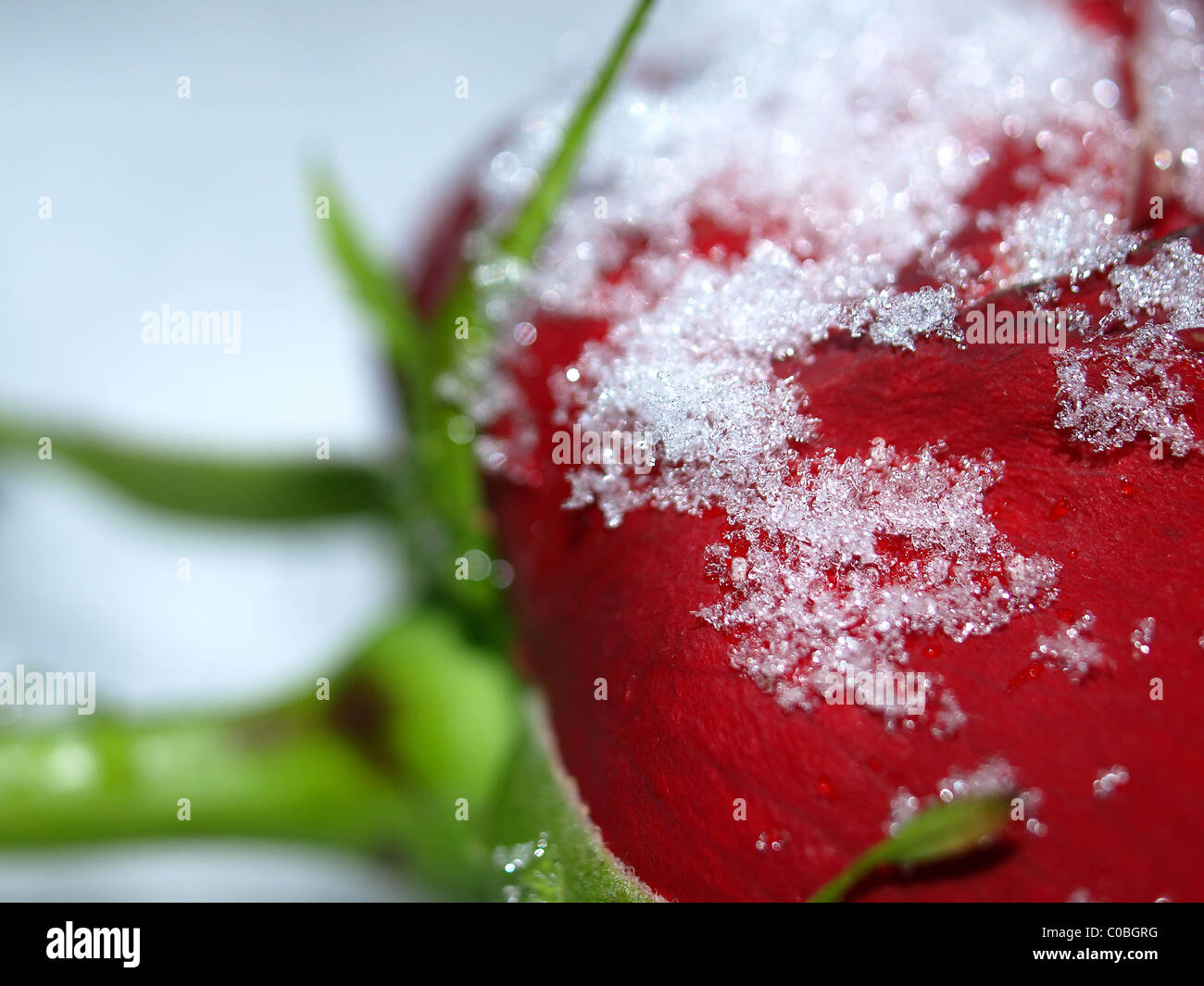 Schneeweisschen und rosenrot -Fotos und -Bildmaterial in hoher ...