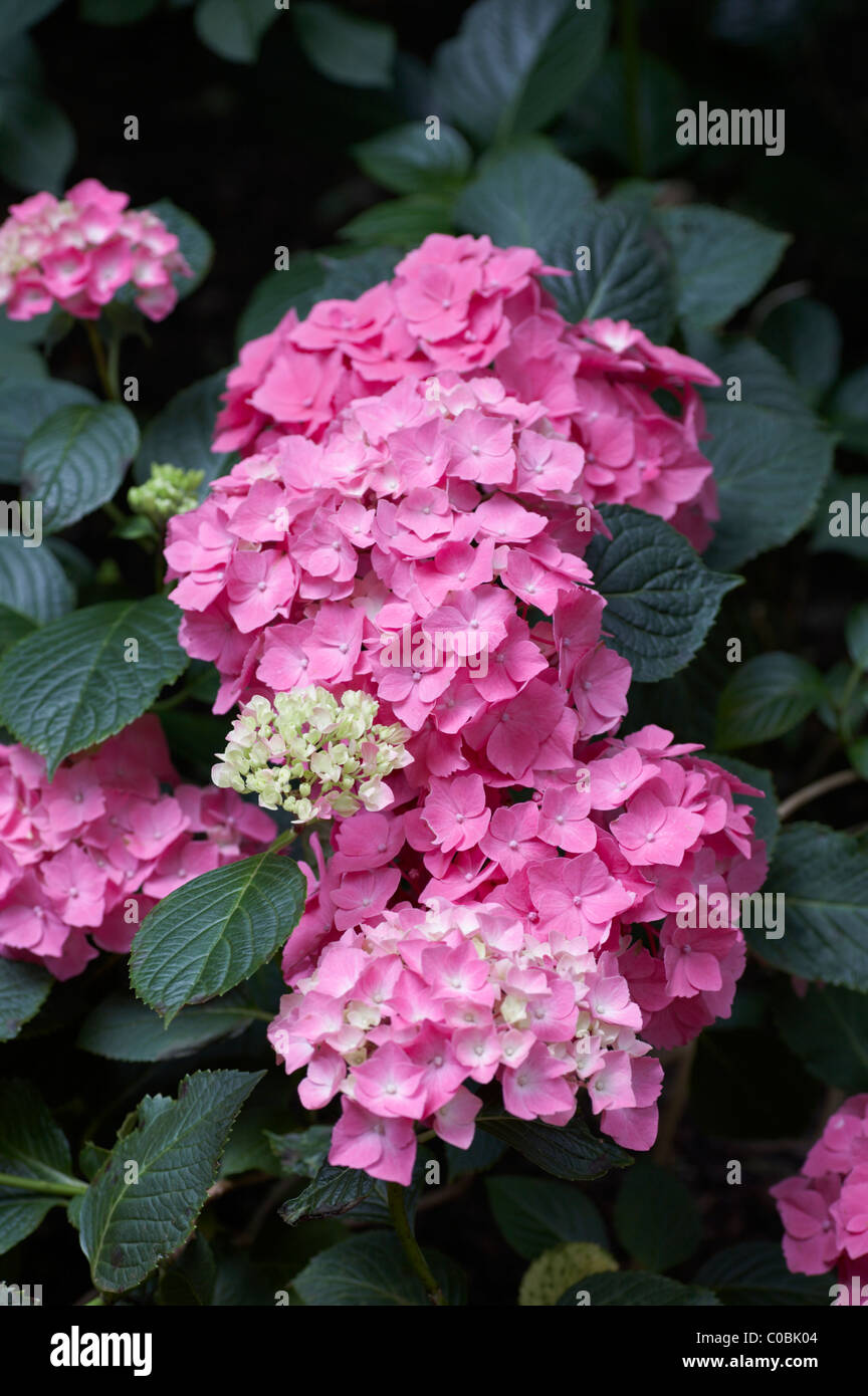 Hortensie macrophylla pia -Fotos und -Bildmaterial in hoher Auflösung ...