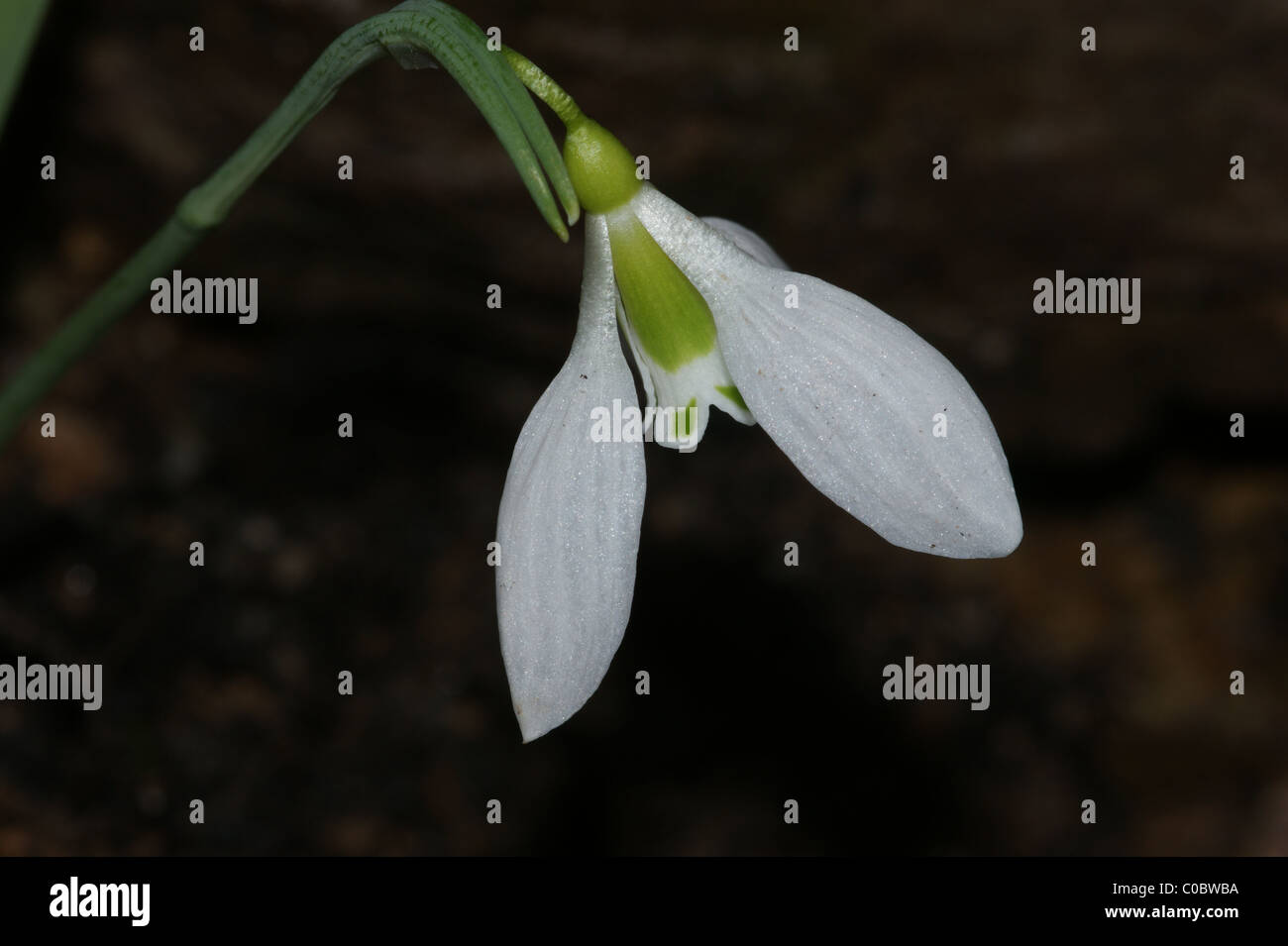 Seltene galanthus -Fotos und -Bildmaterial in hoher Auflösung – Alamy