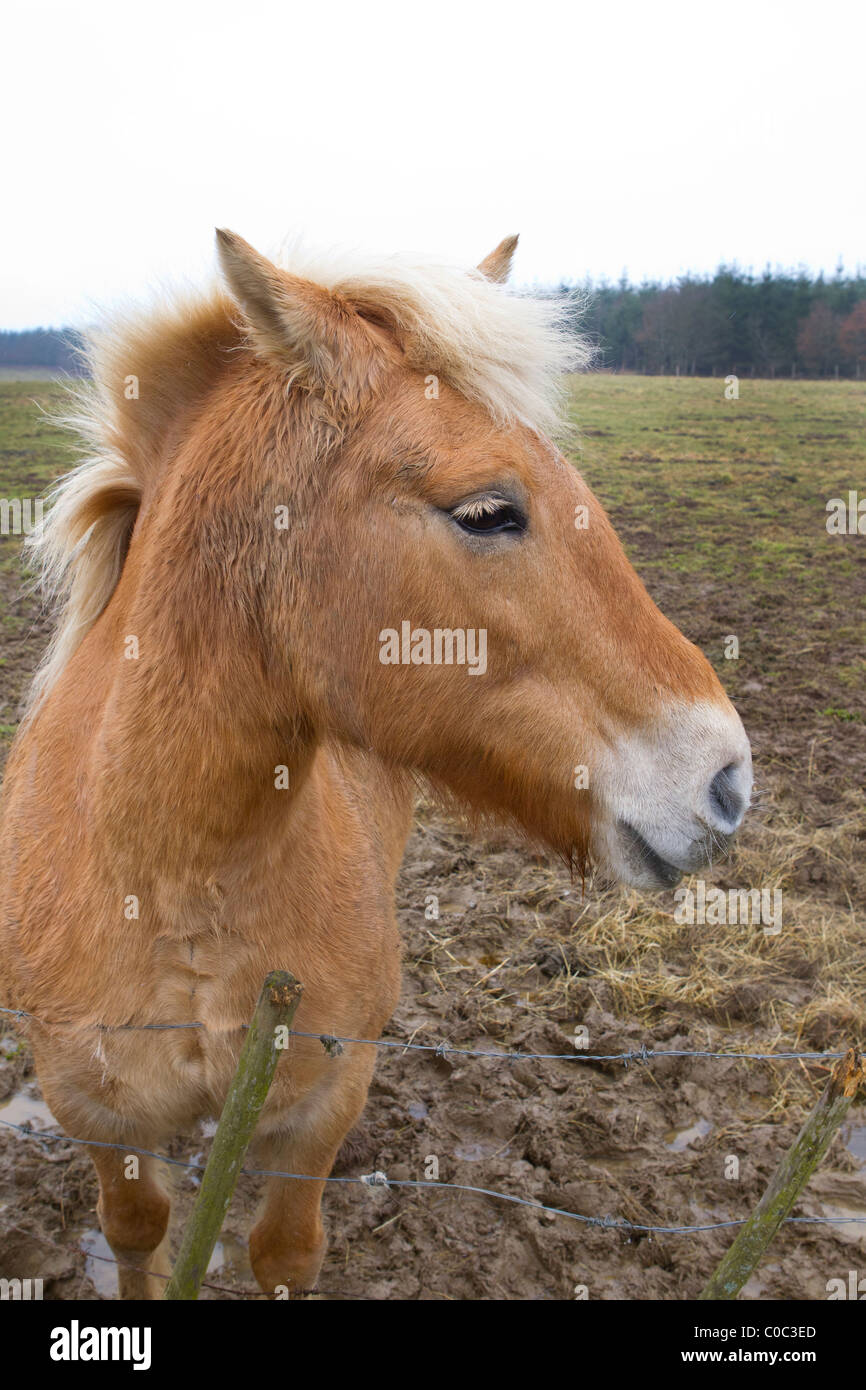 Pferdekopf Seitenansicht Nahaufnahme Stockfotos und -bilder Kaufen - Alamy