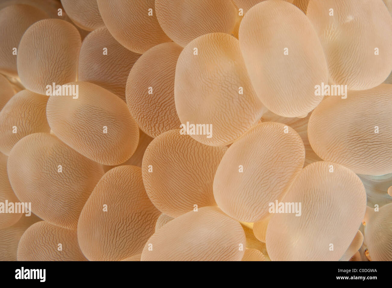 Fischeier unter wasser -Fotos und -Bildmaterial in hoher Auflösung – Alamy