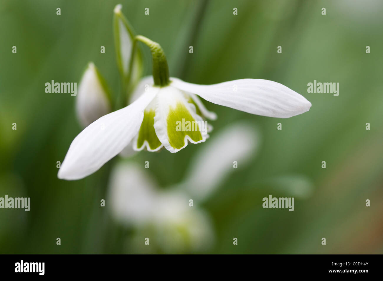 Doppelt blühendes schneeglöckchen -Fotos und -Bildmaterial in hoher ...