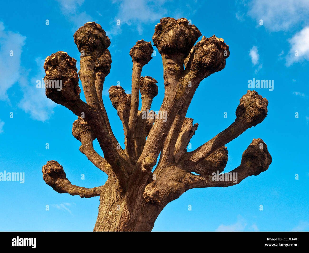 Trimmed Tree Stockfotos und -bilder Kaufen - Alamy