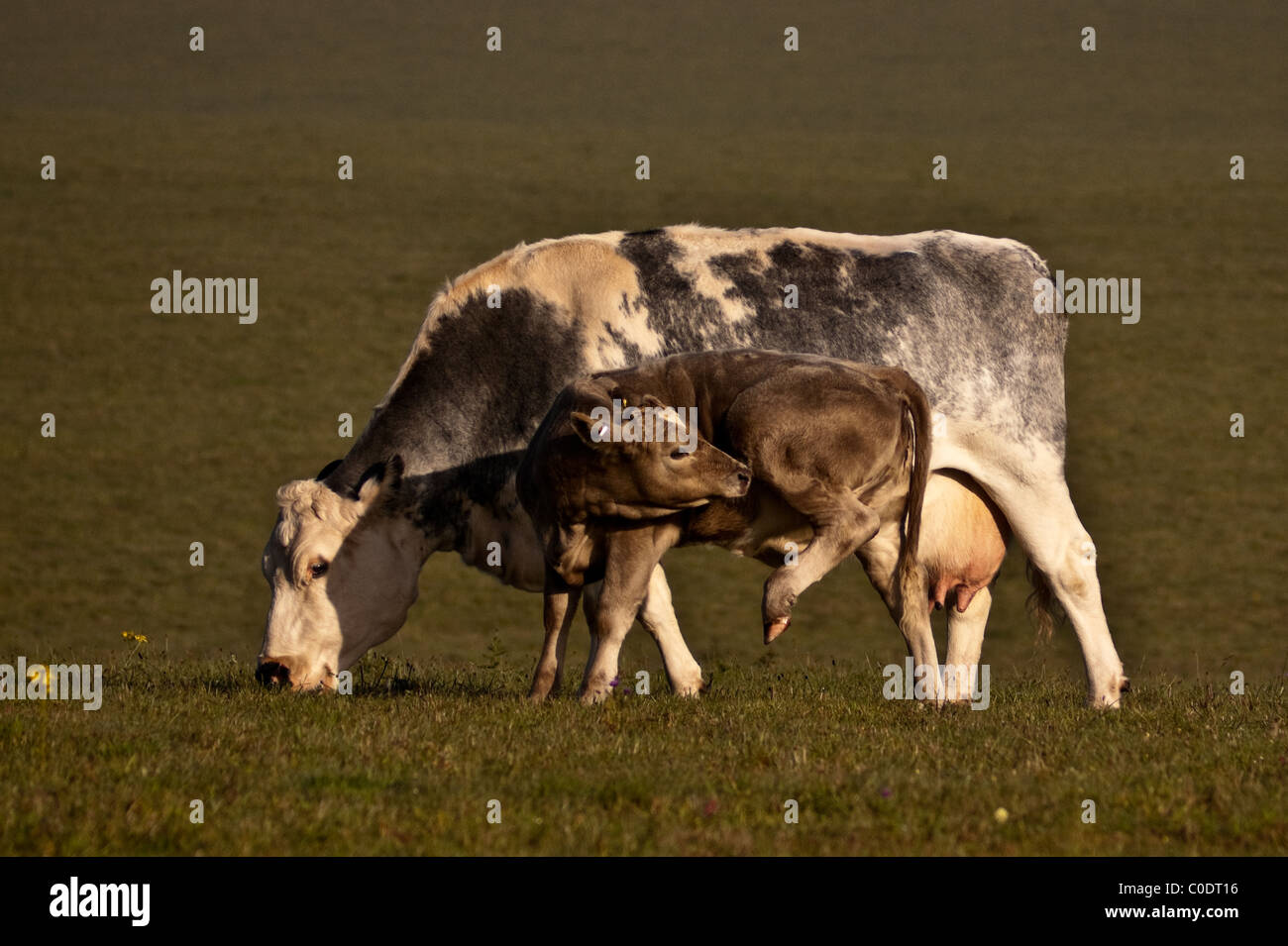 Mother cow licking calf -Fotos und -Bildmaterial in hoher Auflösung – Alamy
