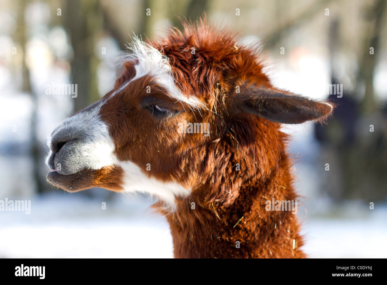 Lama spucken -Fotos und -Bildmaterial in hoher Auflösung – Alamy