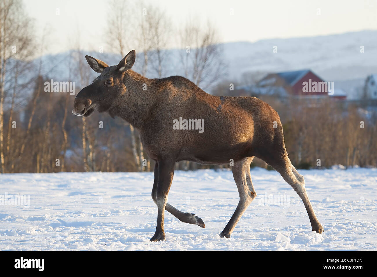 Eurasischen Elch-Alces Alces im Winter schneit in Norwegen bekannt als ...