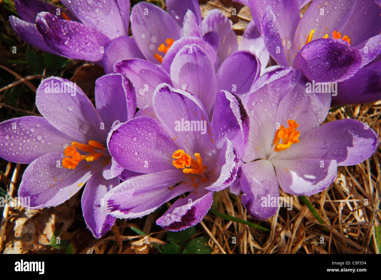 Herbst safran -Fotos und -Bildmaterial in hoher Auflösung – Alamy