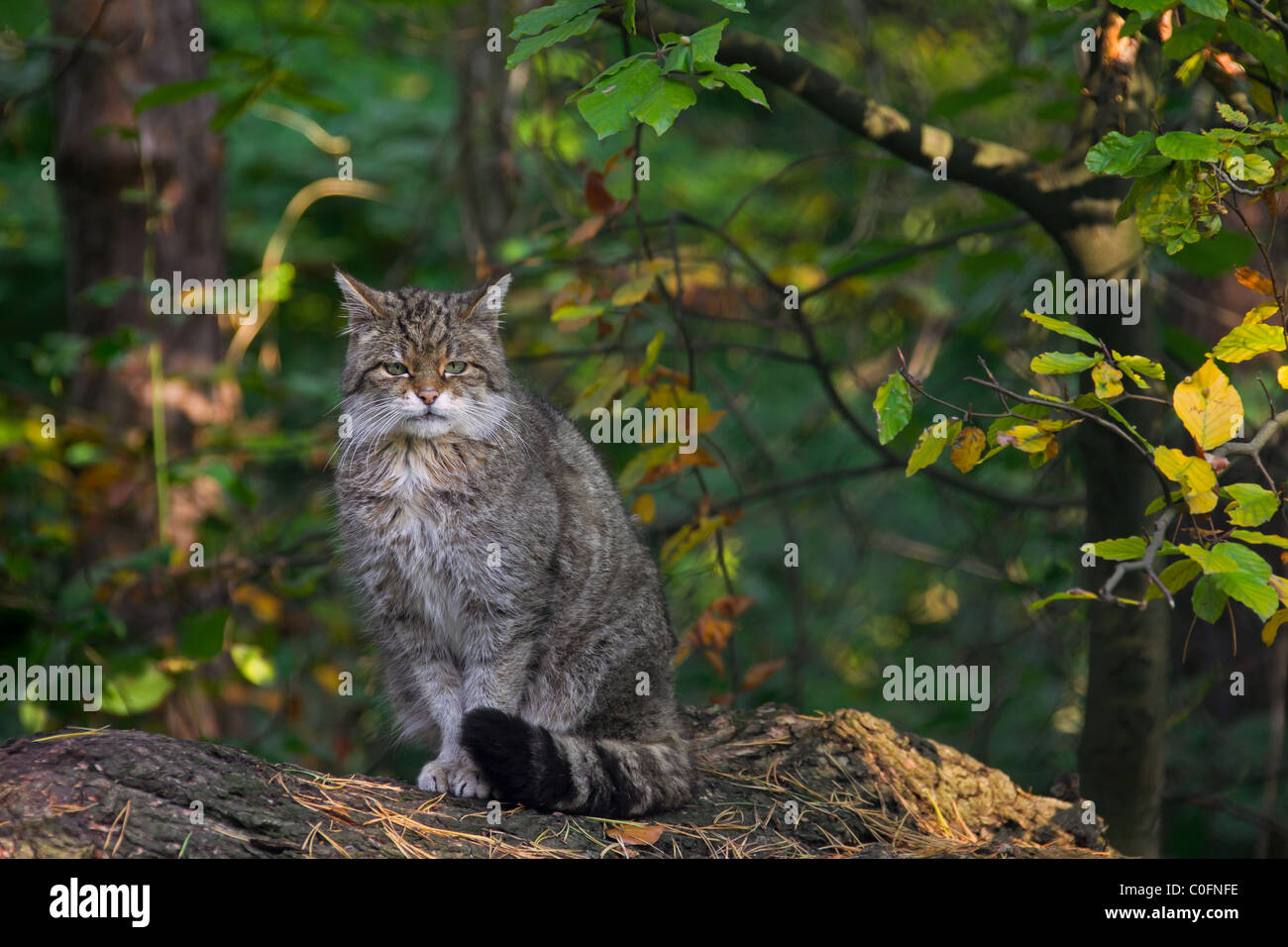 Wilde katze des waldes -Fotos und -Bildmaterial in hoher Auflösung – Alamy