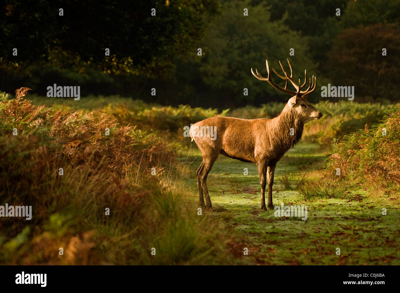 Rotwild, Hirsch, Harem in Richmond Park in London England Landschaft im ...