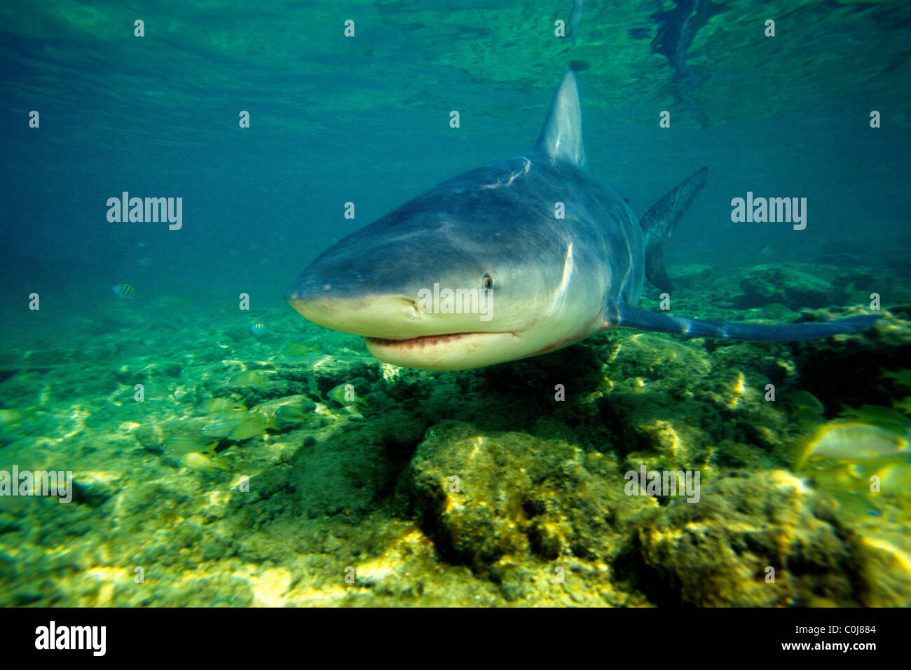 Bull shark bahamas -Fotos und -Bildmaterial in hoher Auflösung – Alamy