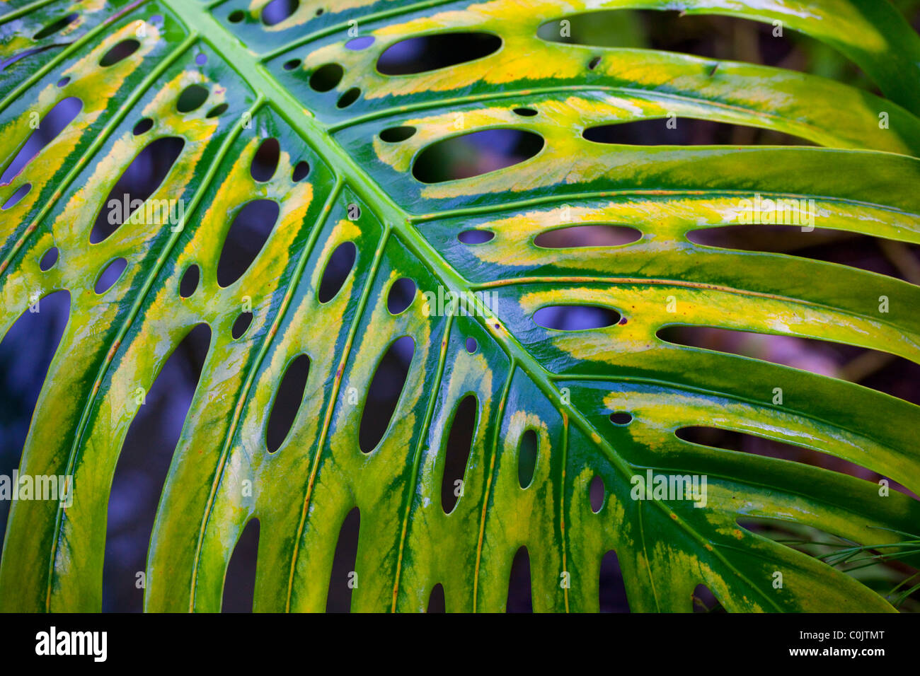 Monstera blatt -Fotos und -Bildmaterial in hoher Auflösung – Alamy