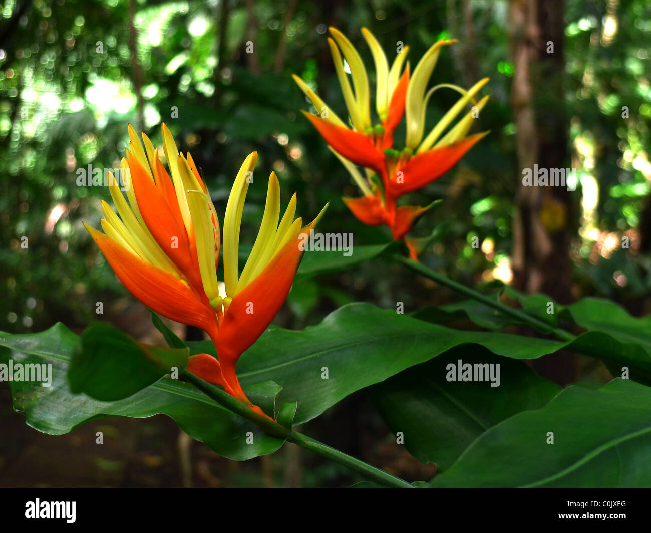 Heliconia Blume, Lyon Arboretum, Manoa Valley, Honolulu, Oahu, Hawaii ...