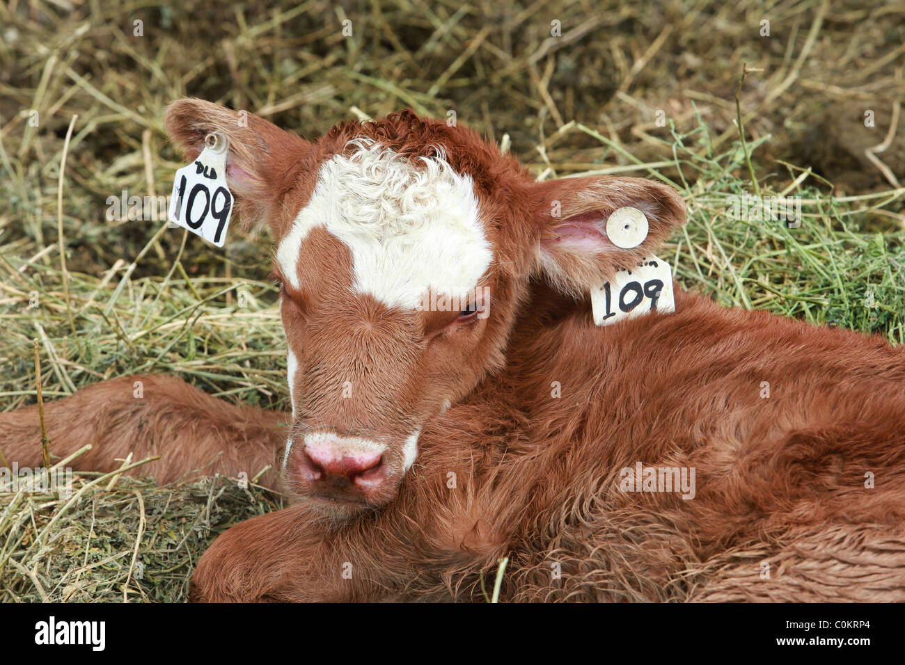 Kuh kalb baby -Fotos und -Bildmaterial in hoher Auflösung – Alamy