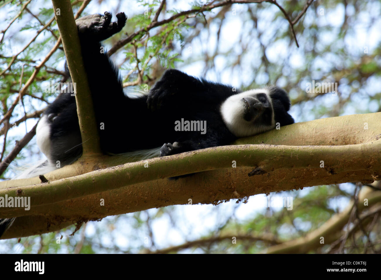 Fauler affe -Fotos und -Bildmaterial in hoher Auflösung – Alamy