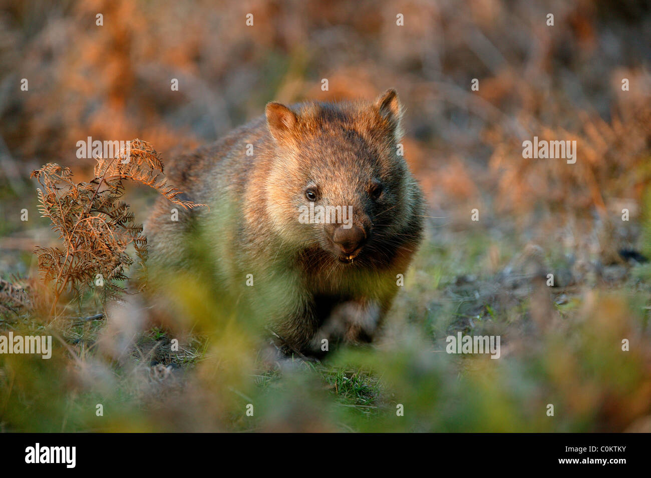 Wombats laufen -Fotos und -Bildmaterial in hoher Auflösung – Alamy