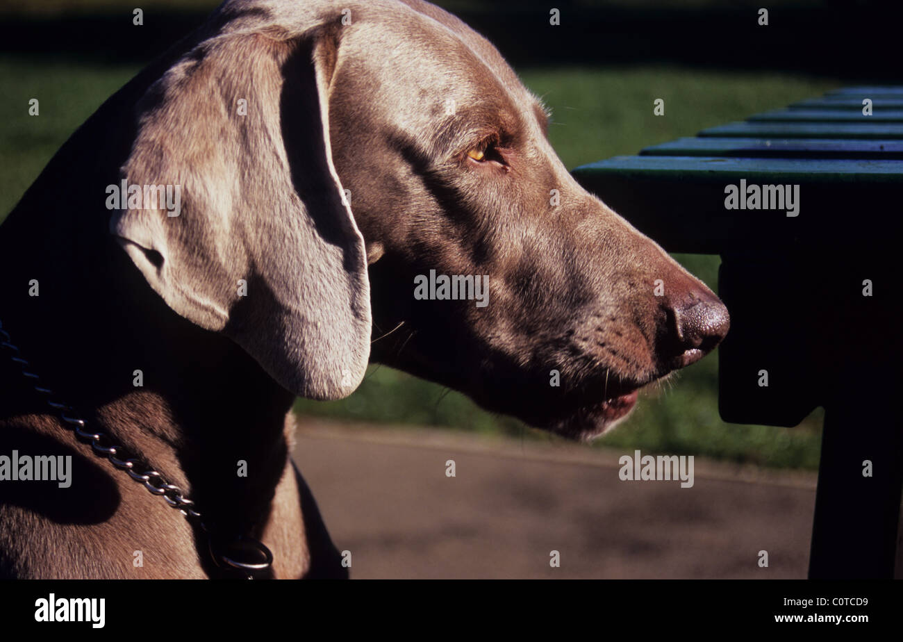 Mit sitz in der stadt weimar jetzt im tag deutschland -Fotos und ...