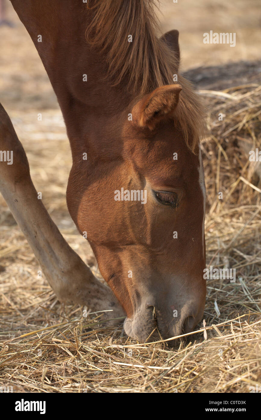 Braune junges Pferd Essen Heu mit Haystak im Hintergrund ...