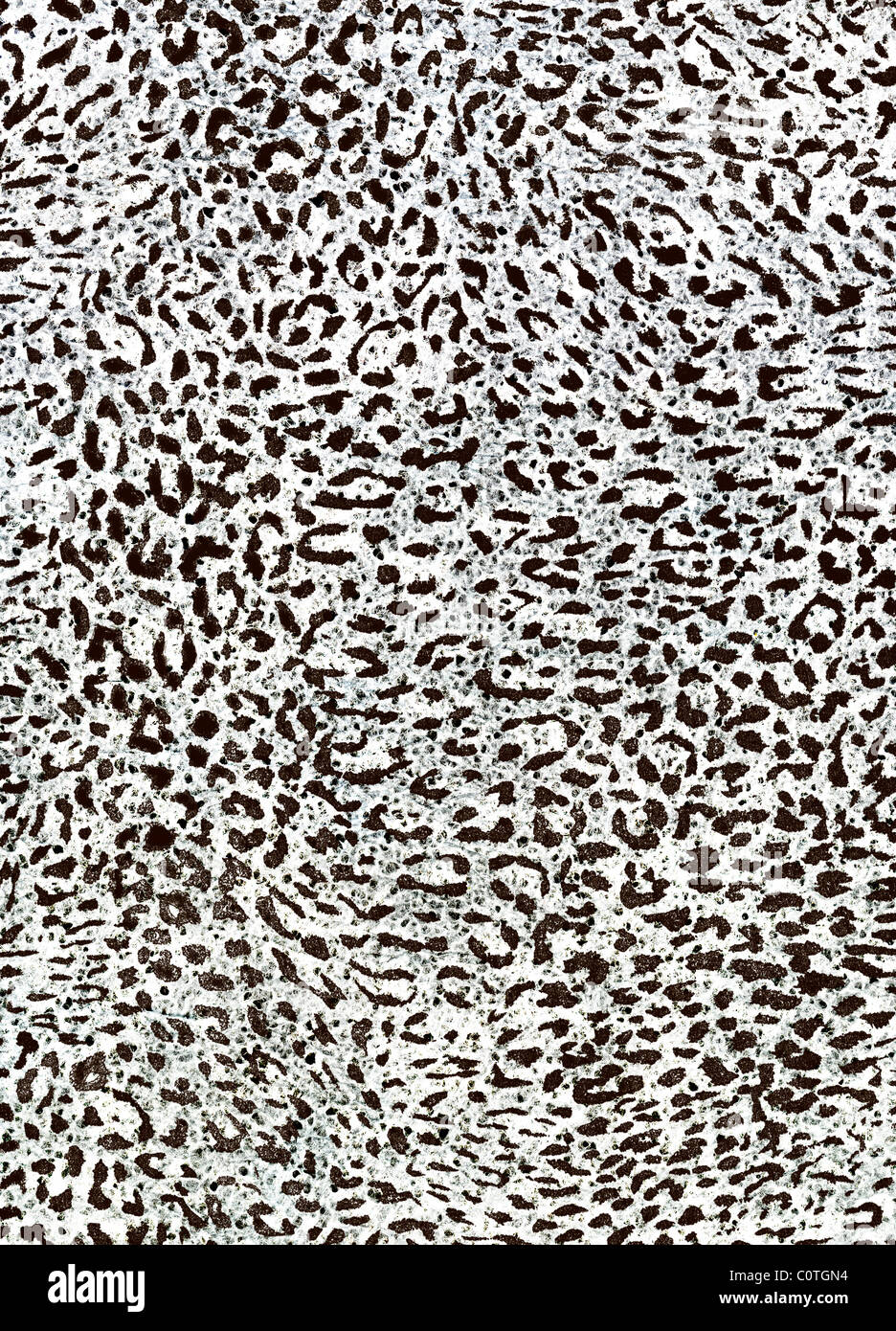 Leoparden musterung -Fotos und -Bildmaterial in hoher Auflösung – Alamy