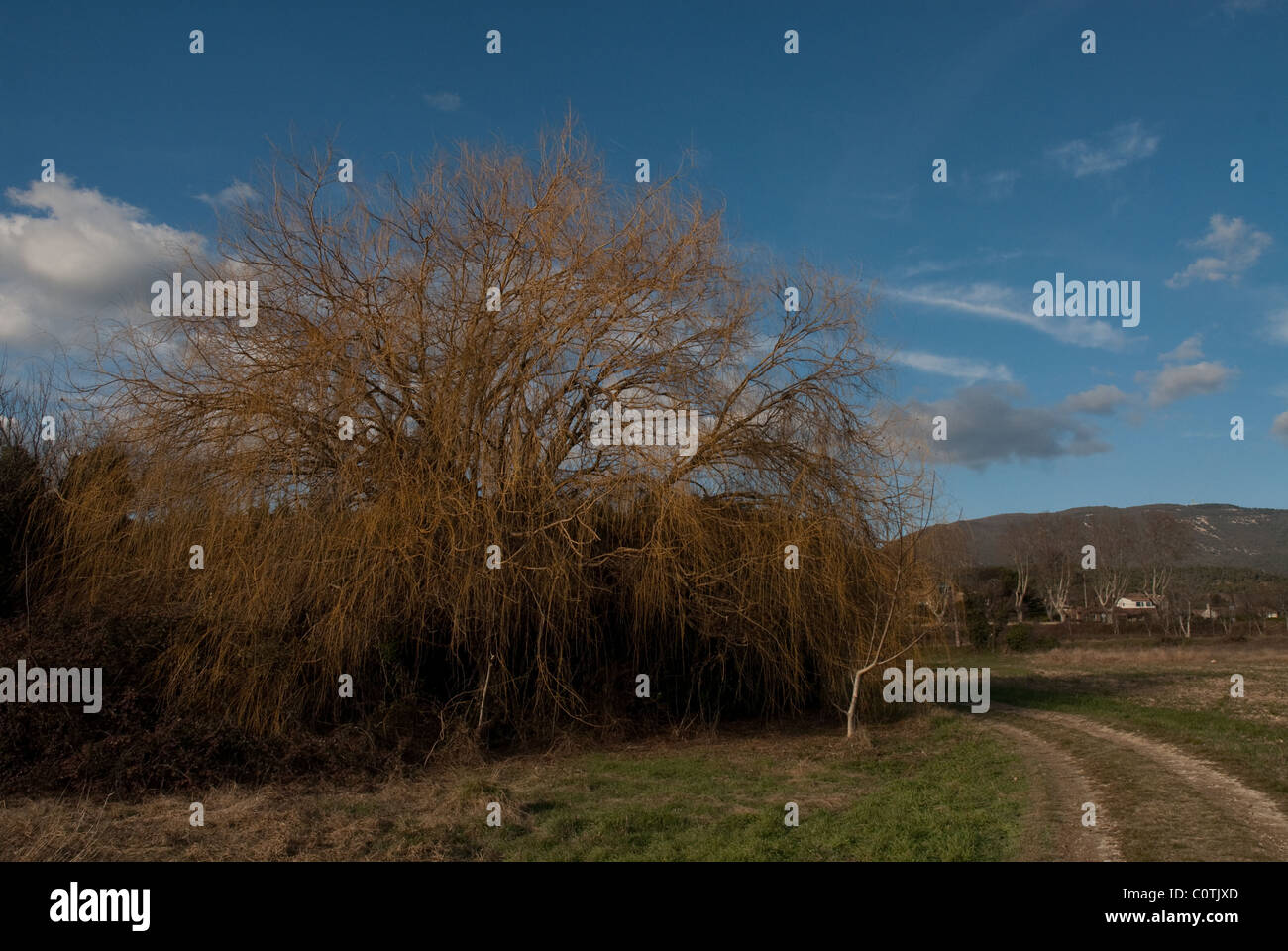 Eine Weide im Winter Stockfotografie - Alamy