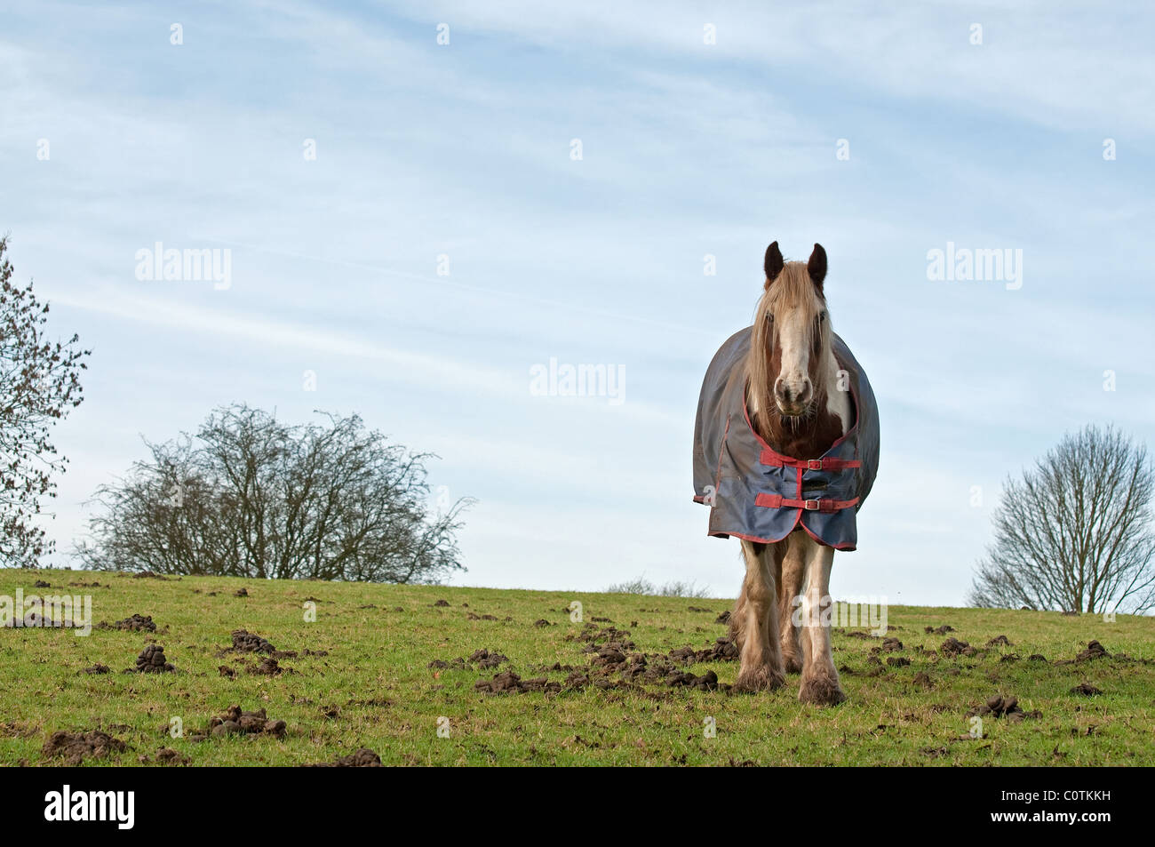 Blauer pferdemantel -Fotos und -Bildmaterial in hoher Auflösung – Alamy