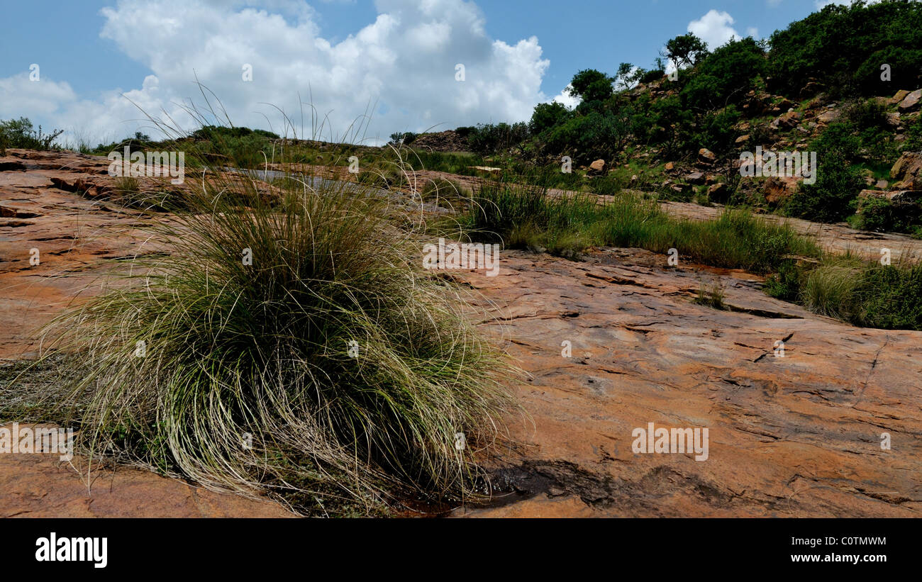 Africa veld bush -Fotos und -Bildmaterial in hoher Auflösung – Alamy