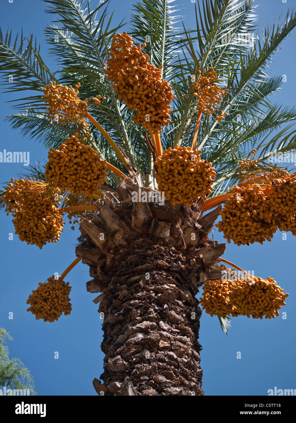 Dattelpalme Phoenix Dactlyfera in einem Park in Fethiye Türkei ...