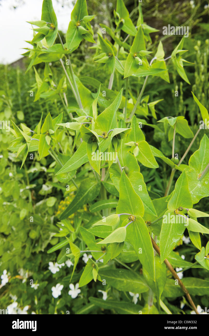 Kapern pflanze -Fotos und -Bildmaterial in hoher Auflösung – Alamy