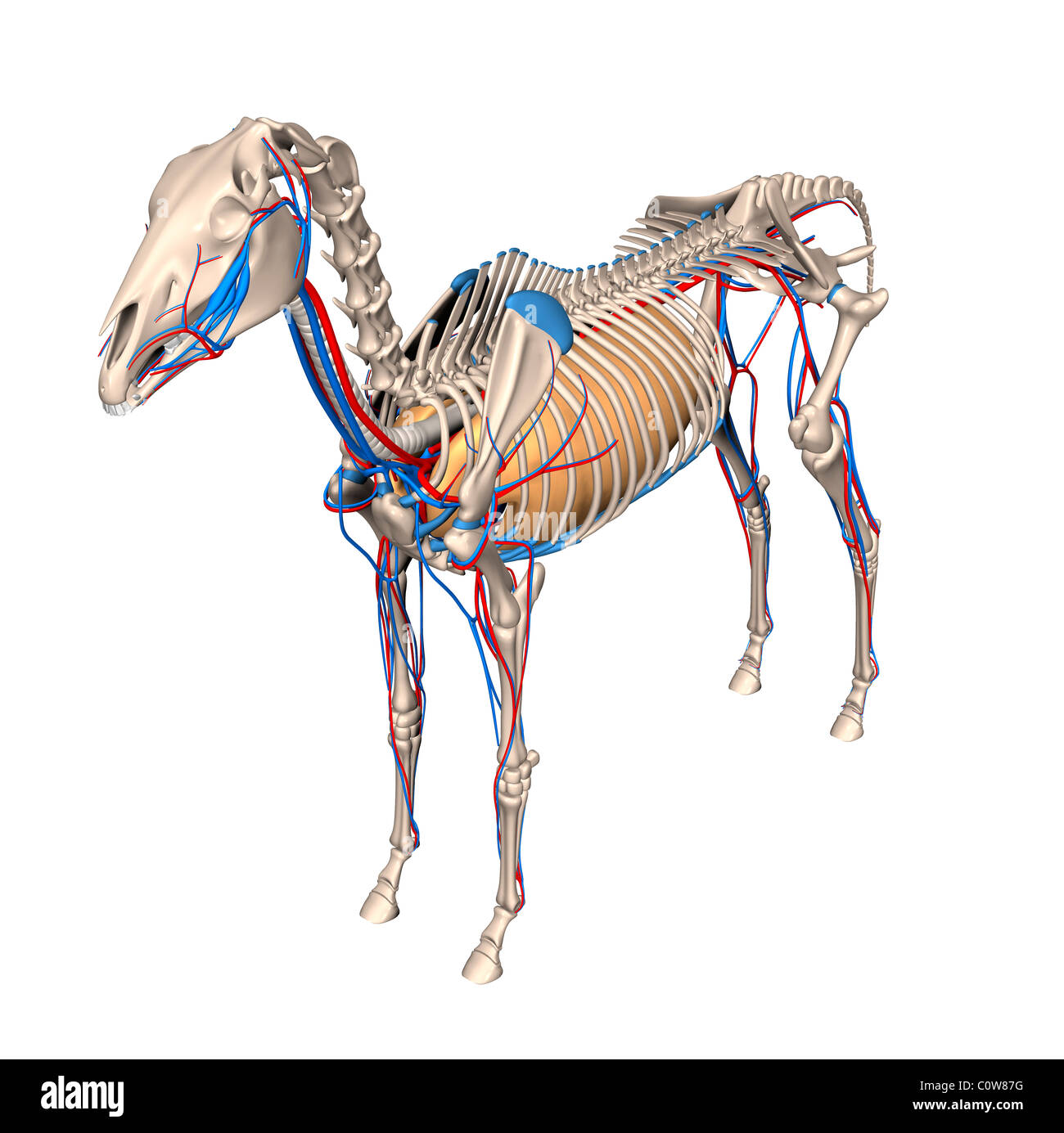 Pferd Anatomie Herz Kreislauf Lunge Atemwege Skelett Stockfotografie ...