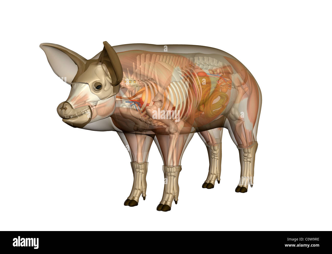 Pig Anatomy Skeleton Stockfotos & Pig Anatomy Skeleton Bilder - Alamy