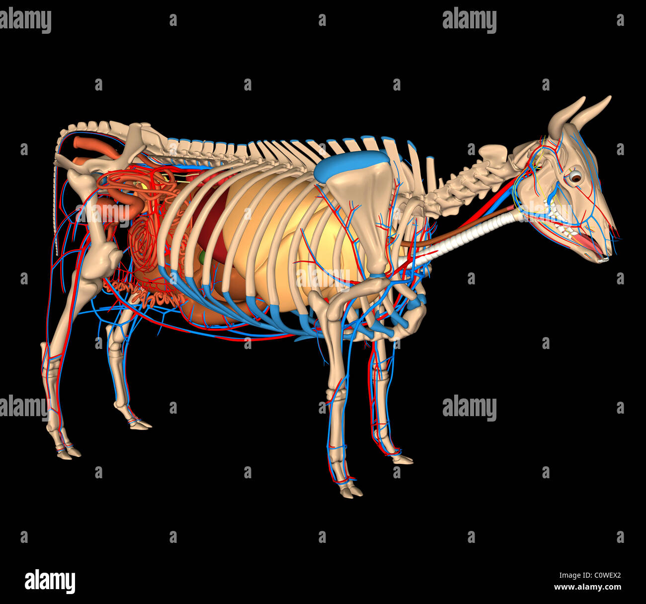 Anatomie der Kuh Organe Stockfotografie - Alamy