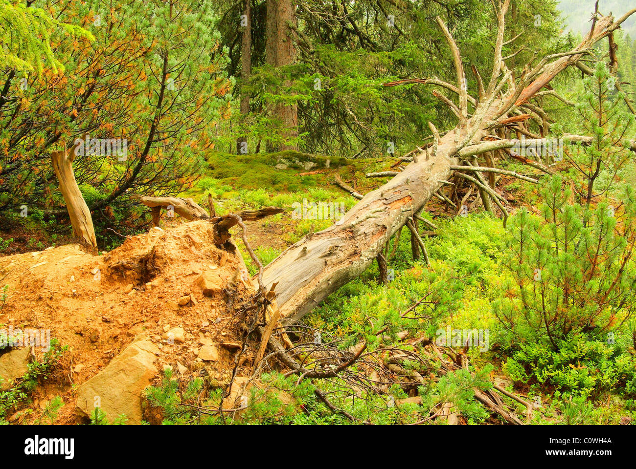 Storm tree damage -Fotos und -Bildmaterial in hoher Auflösung – Alamy