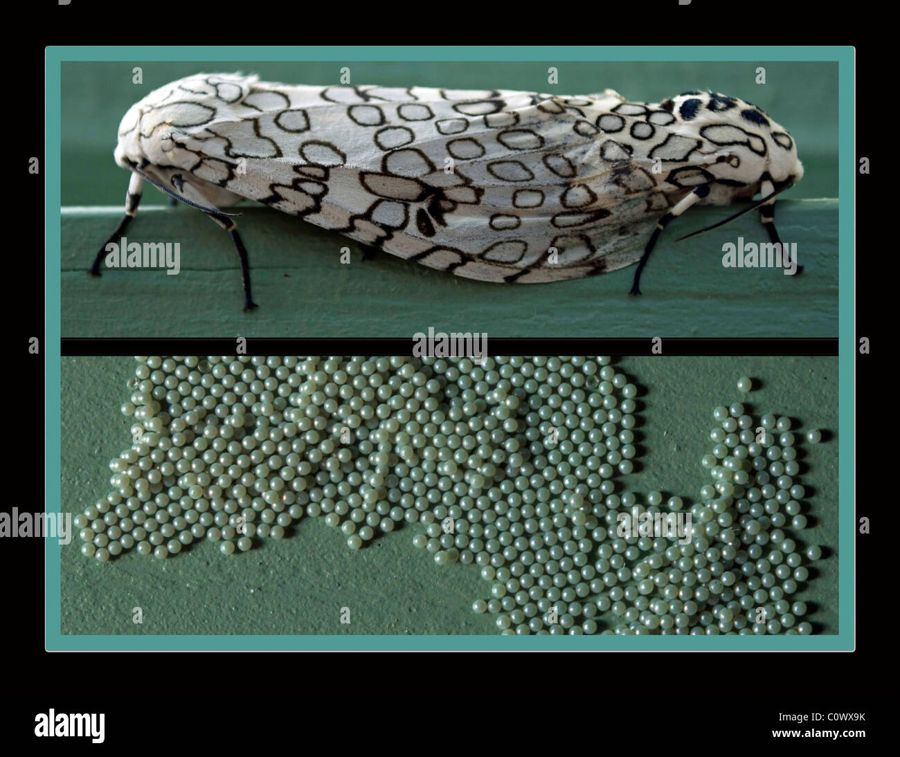 Moths mating -Fotos und -Bildmaterial in hoher Auflösung – Alamy