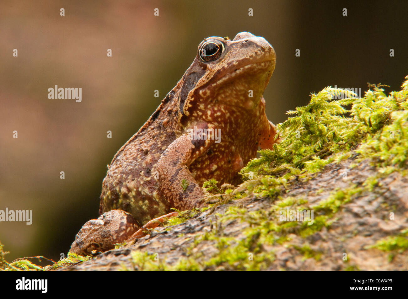 Frosch auf baumstamm -Fotos und -Bildmaterial in hoher Auflösung – Alamy