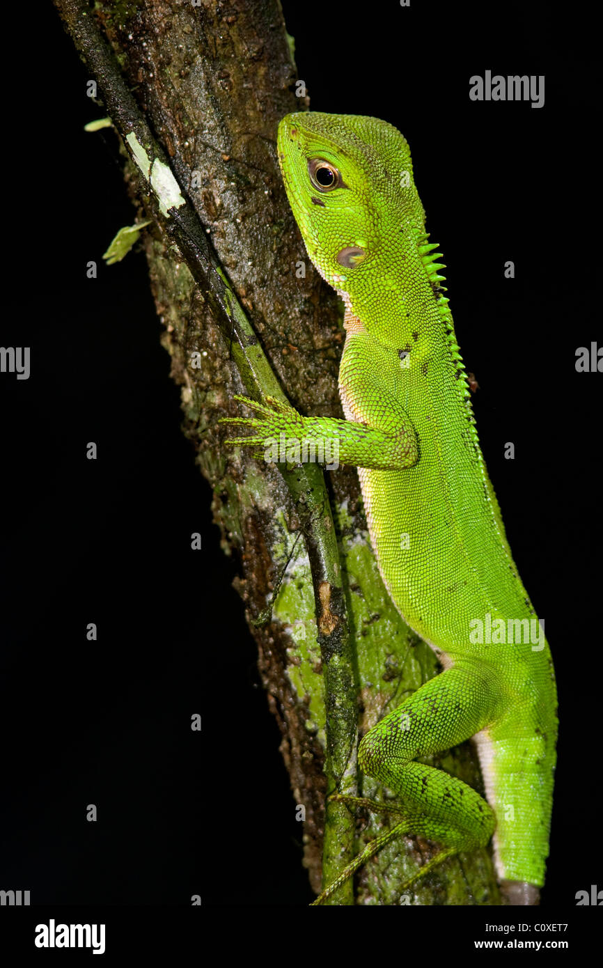 Amazonas-Regenwald Dragon - La Selva Jungle Lodge, Amazonas-Region ...