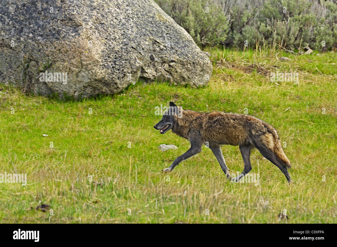 Mit den wölfen rennen -Fotos und -Bildmaterial in hoher Auflösung – Alamy