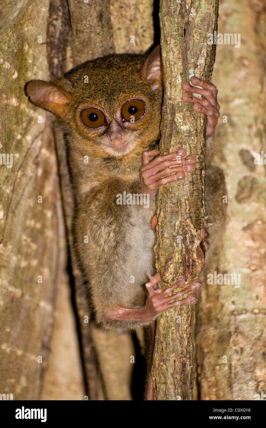 Tangkoko Nationalpark Stockfotos und -bilder Kaufen - Alamy