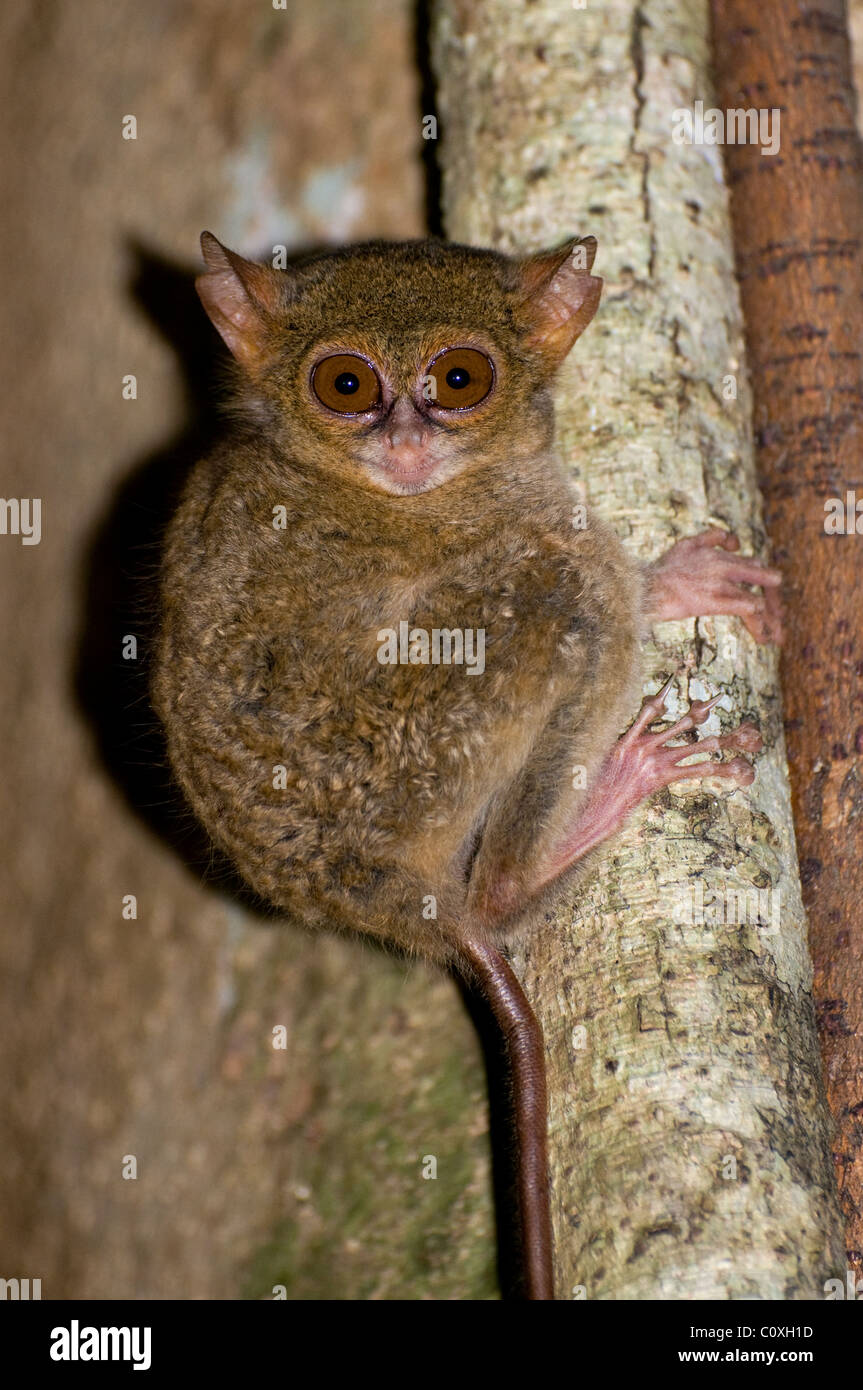 Tangkoko Nationalpark Stockfotos und -bilder Kaufen - Alamy